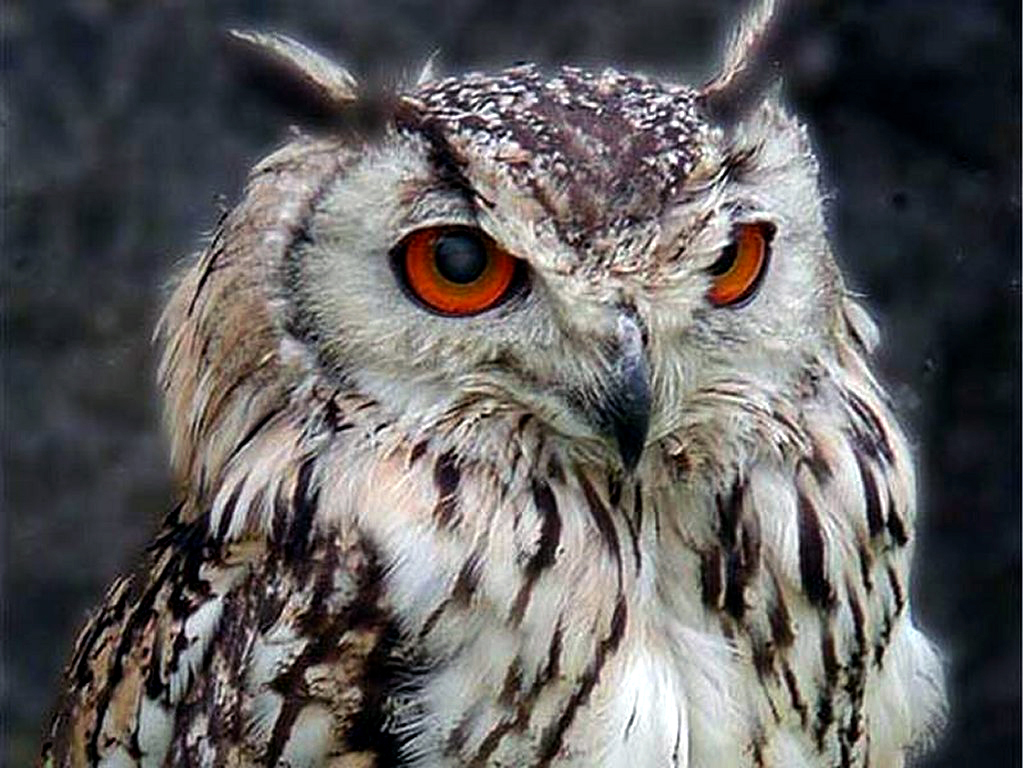 Eule Symbolbild - die BAZ